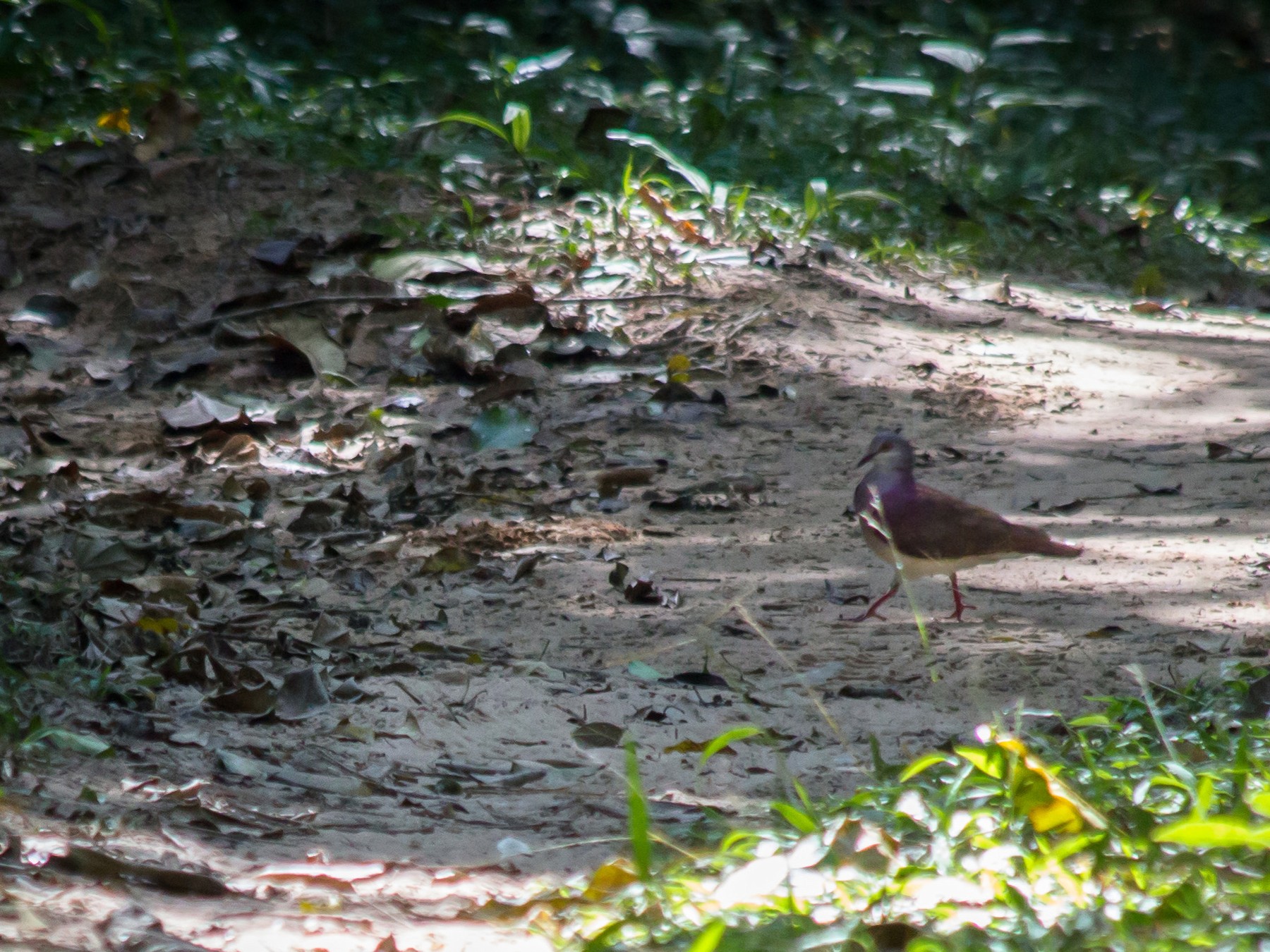 Violaceous Quail-Dove - eBird