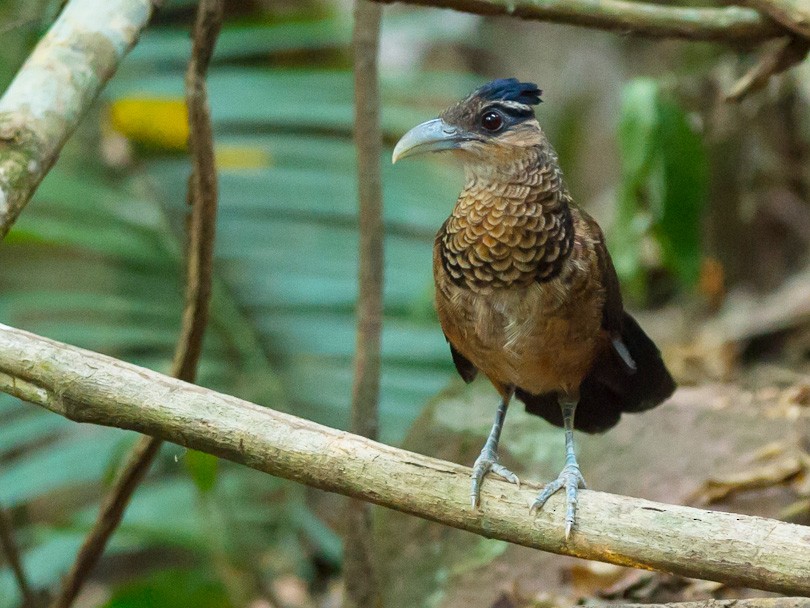 Scaled Ground-Cuckoo - eBird