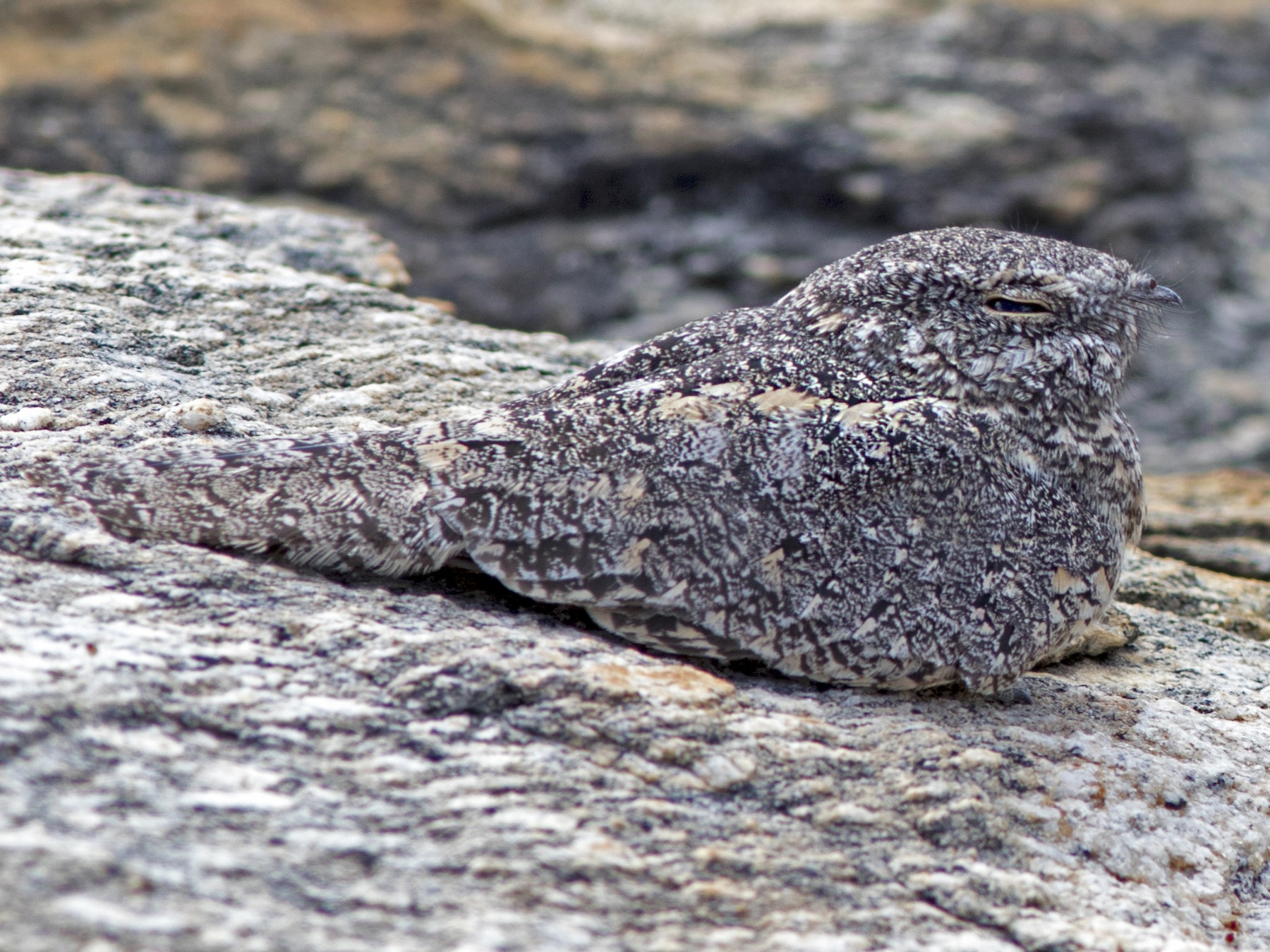 Pygmy Nightjar - eBird