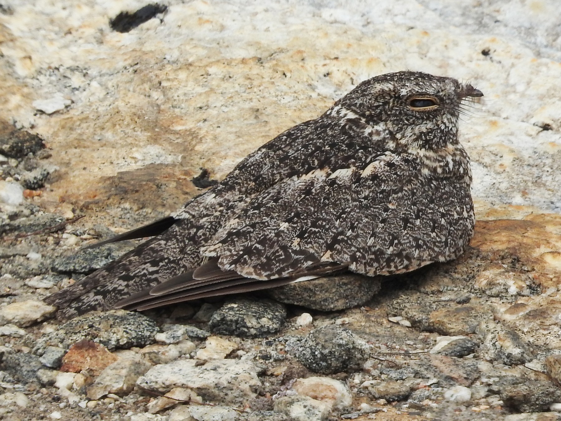 Pygmy Nightjar - eBird