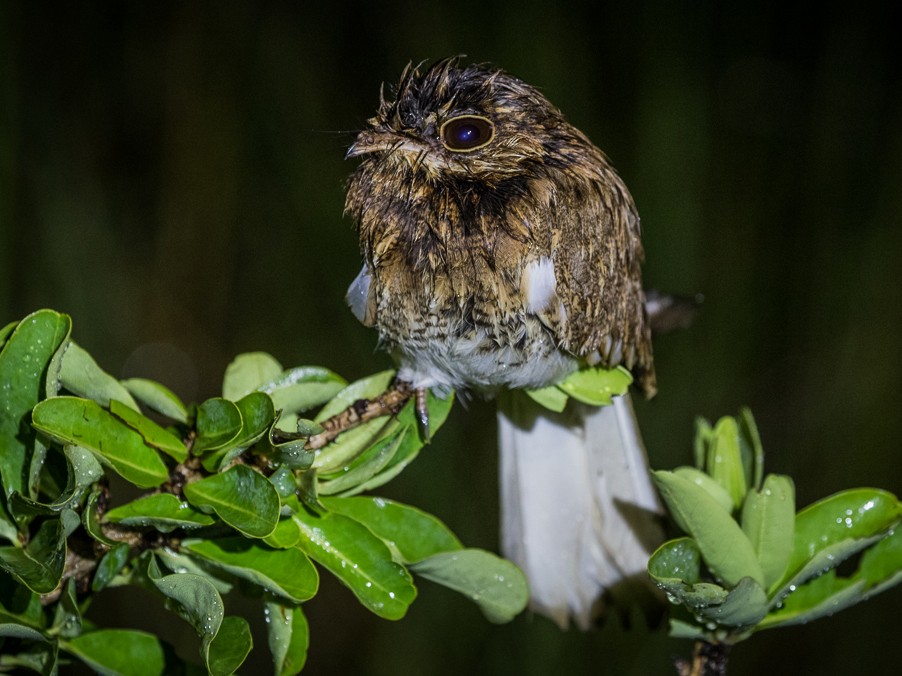 White-winged Nightjar - eBird