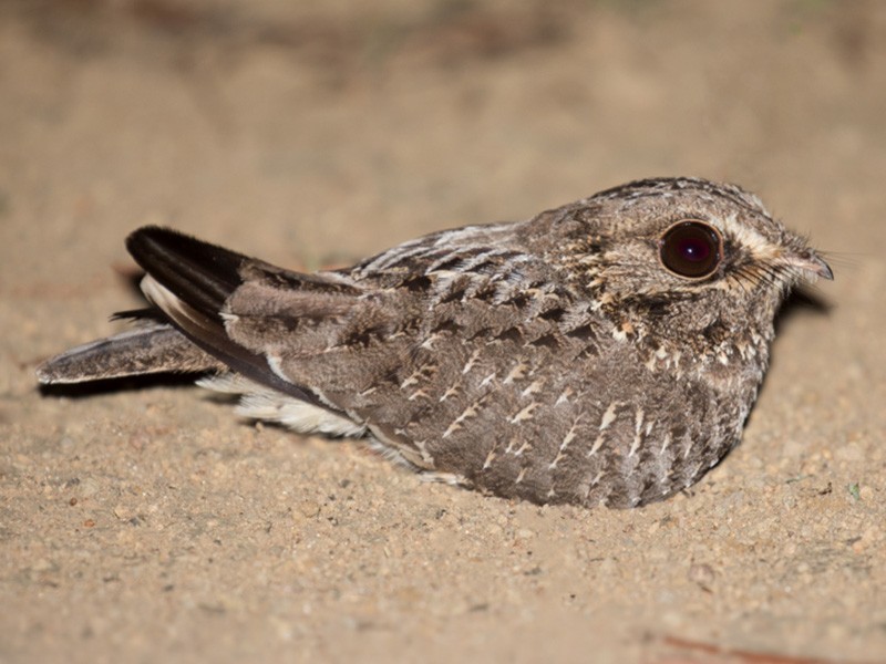 Sickle-winged Nightjar - Eleothreptus anomalus - Birds of the World