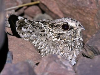 Sickle-winged Nightjar - eBird