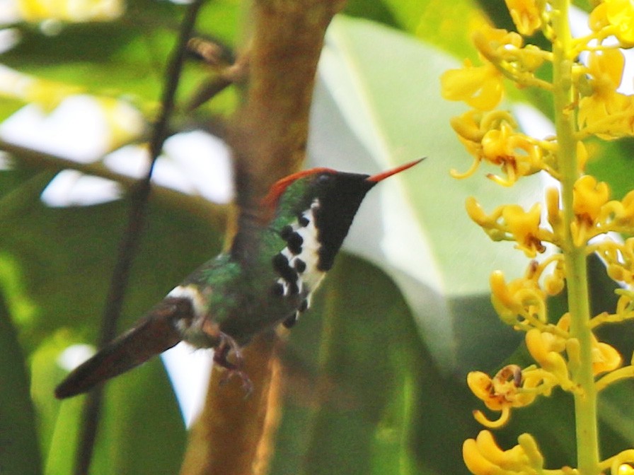 Dot-eared Coquette - eBird