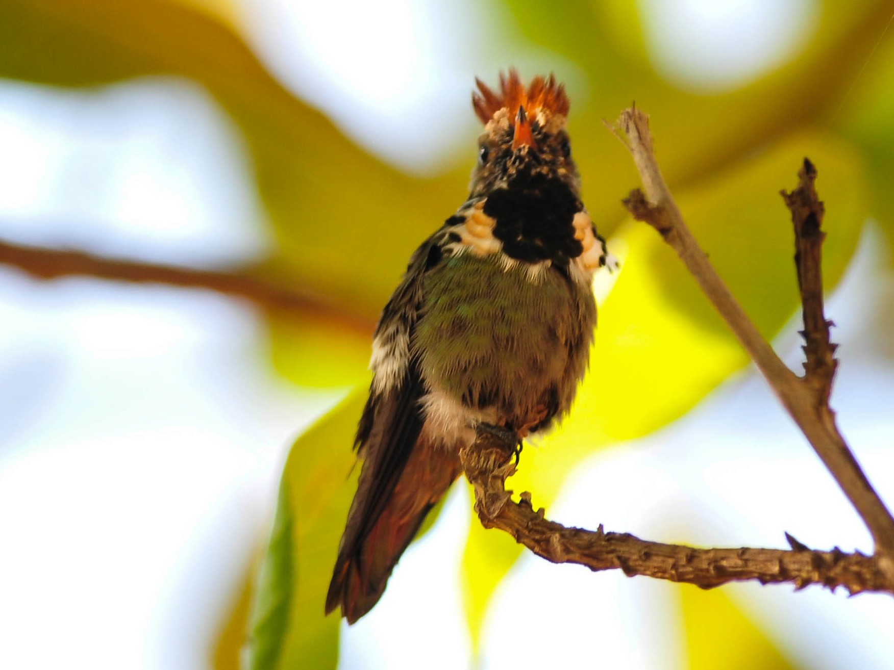 Dot-eared Coquette - eBird