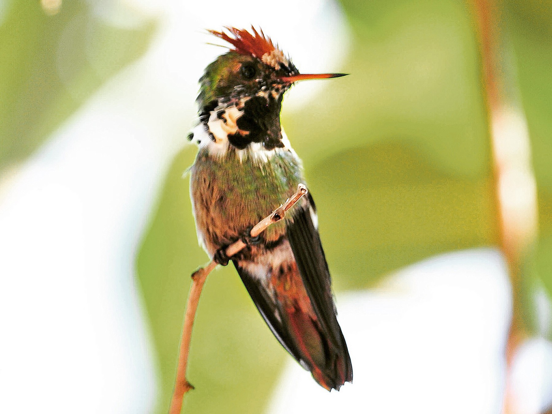 Dot-eared Coquette - eBird