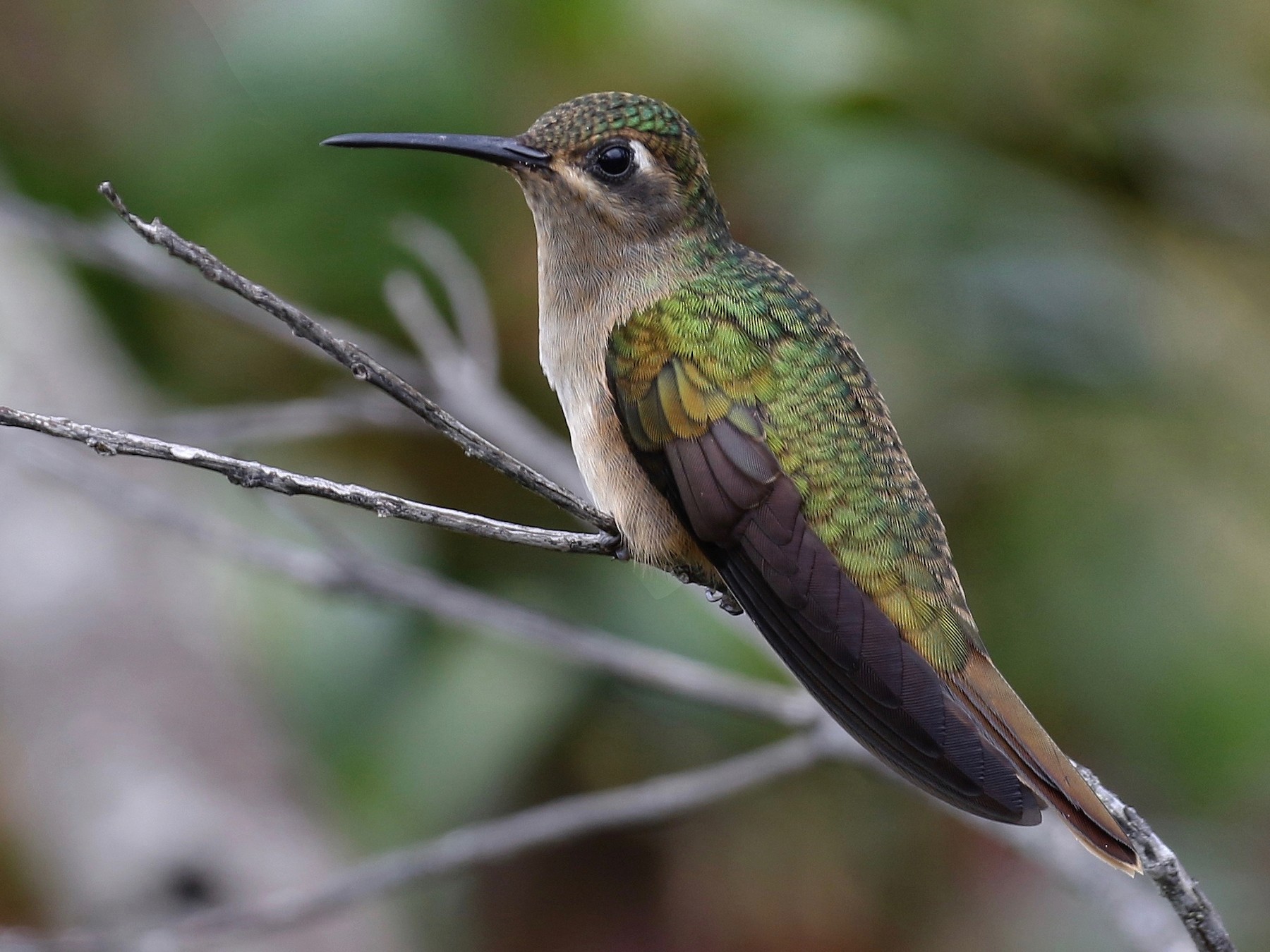 Buff-breasted Sabrewing - eBird