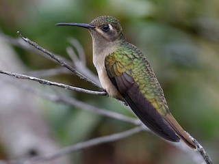 Colibrí del Duida - eBird