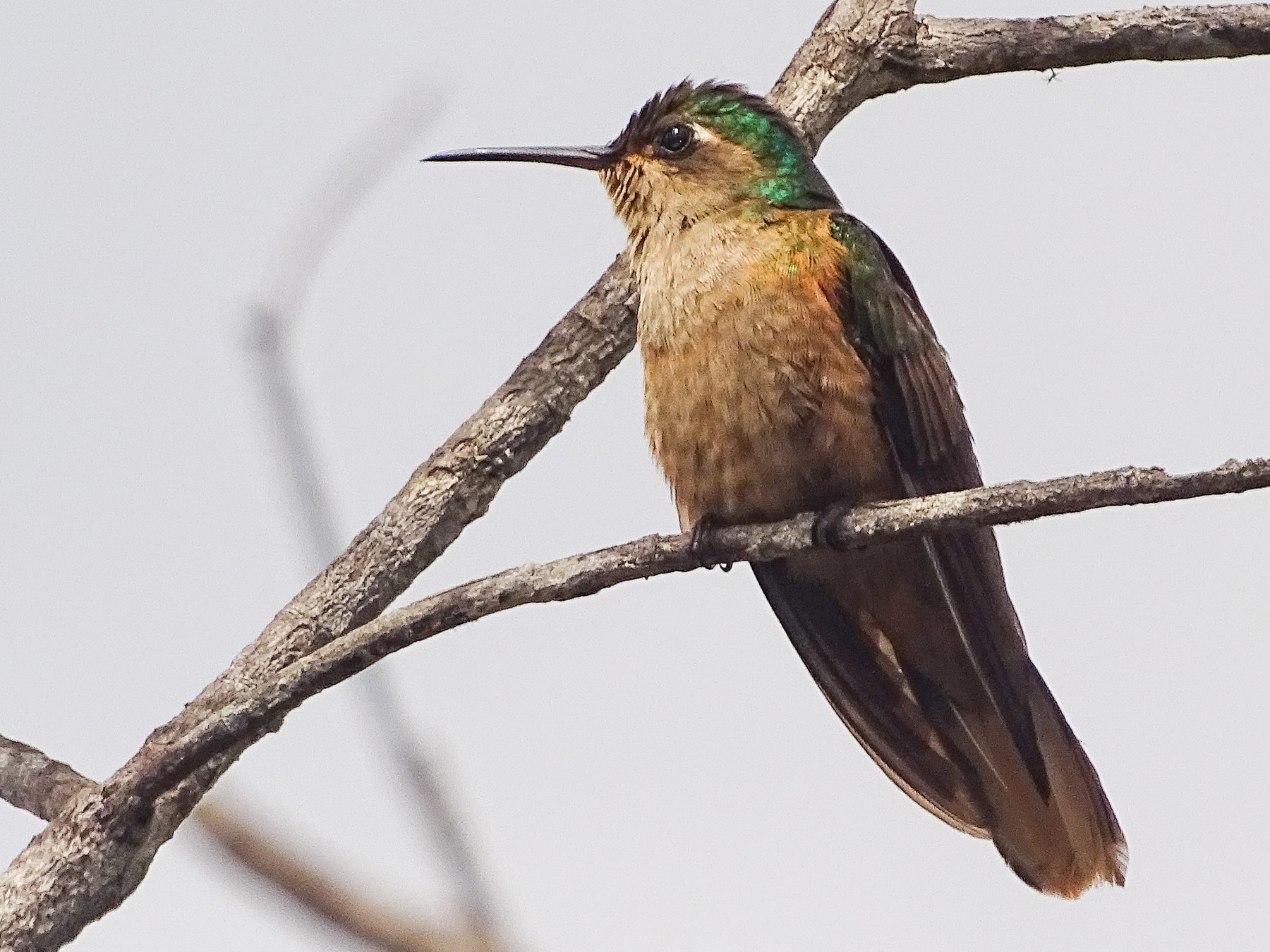 Buff-breasted Sabrewing - eBird