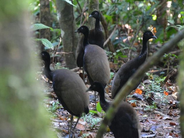 Photos - Dark-winged Trumpeter - Psophia viridis - Birds of the World