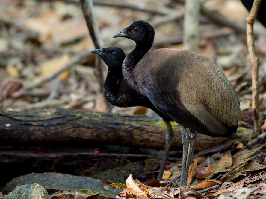 Dark-winged Trumpeter - eBird