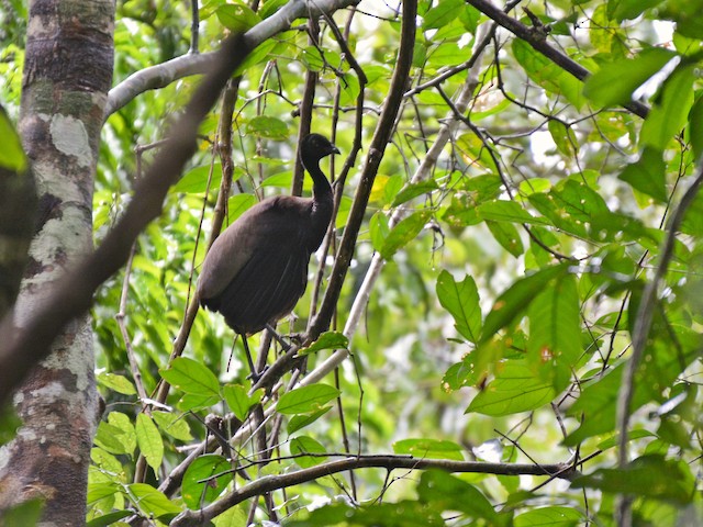Photos - Dark-winged Trumpeter - Psophia viridis - Birds of the World
