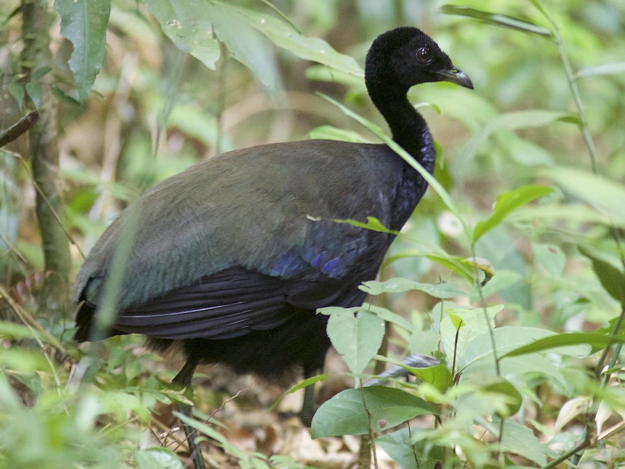 Dark-winged Trumpeter - eBird