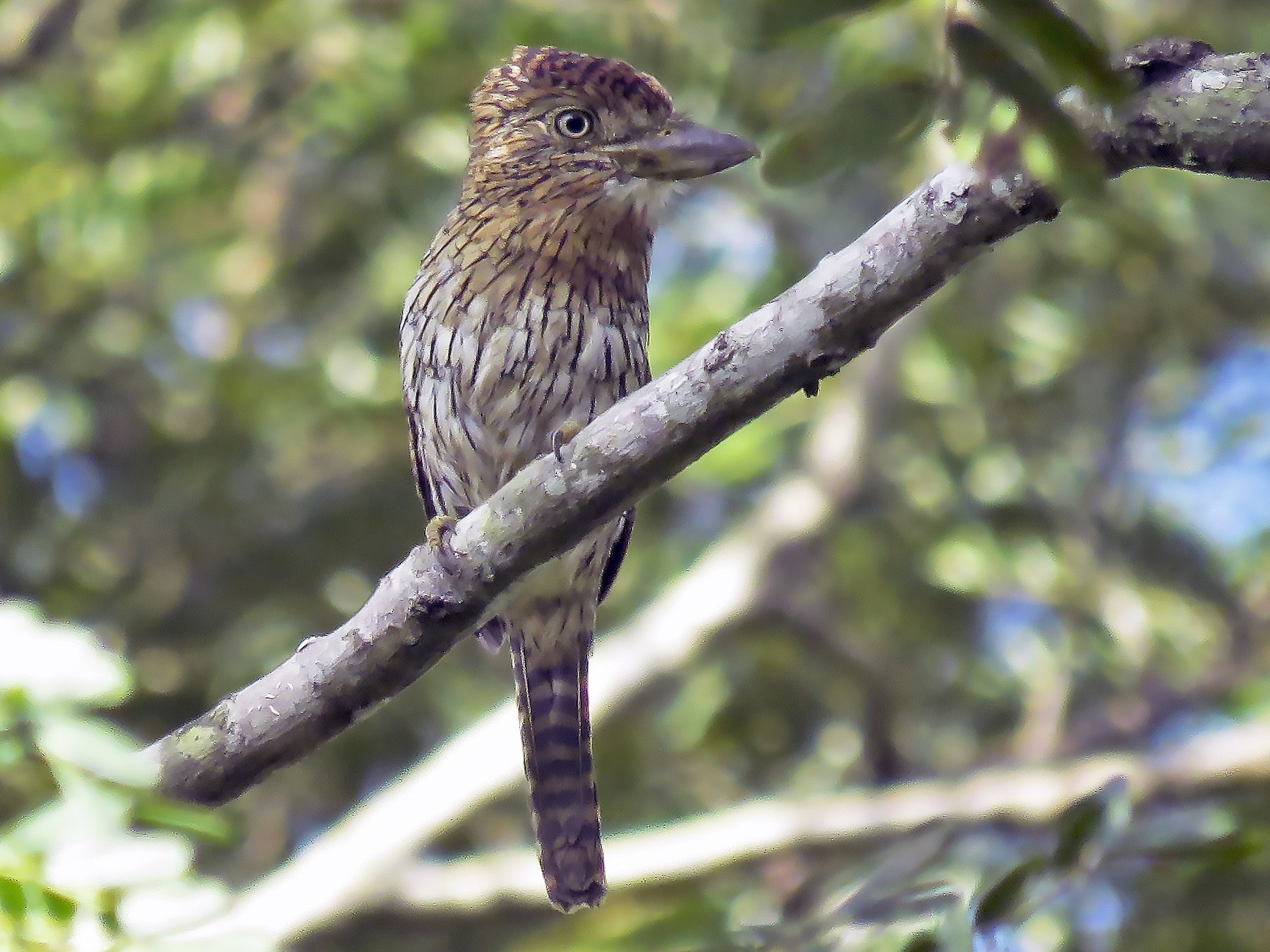 Eastern Striolated-Puffbird - eBird