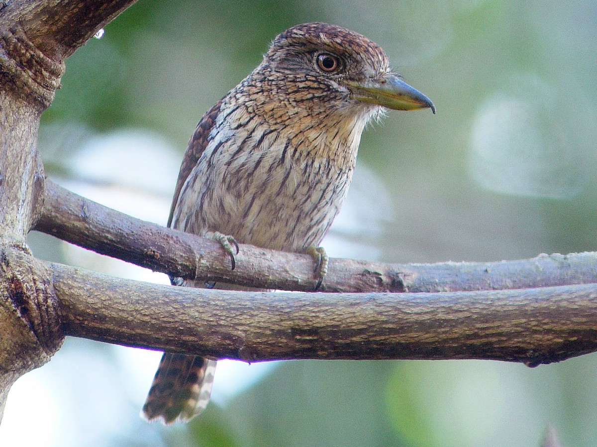 Eastern Striolated-Puffbird - Nystalus striolatus - Birds of the World