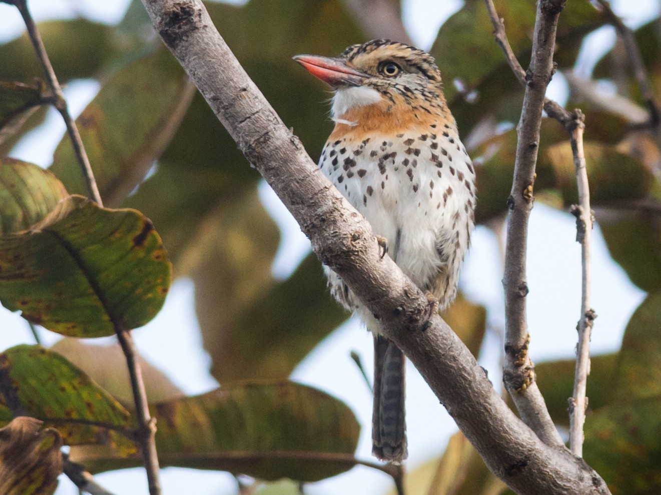 Spot-backed Puffbird - eBird