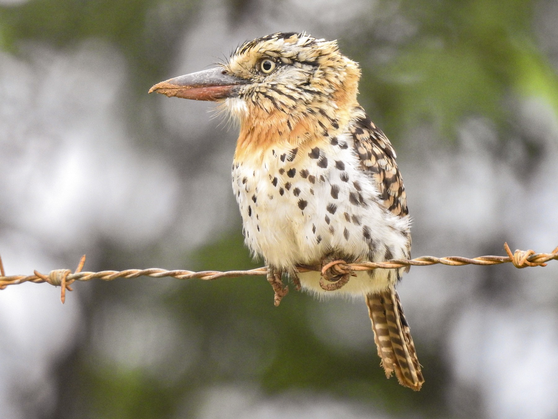 Spot-backed Puffbird - eBird