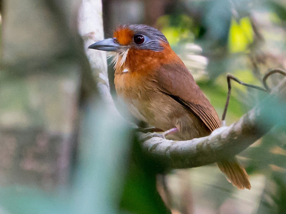 Rufous-necked Puffbird - eBird