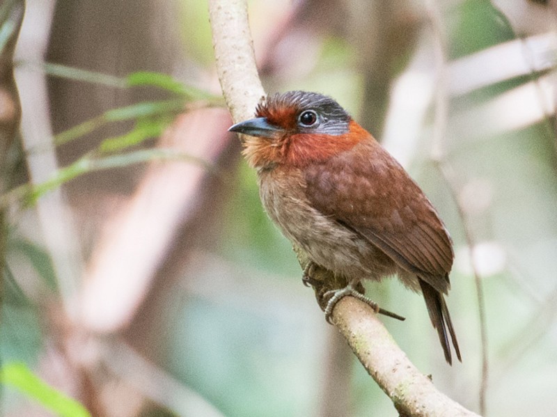 Rufous-necked Puffbird - eBird