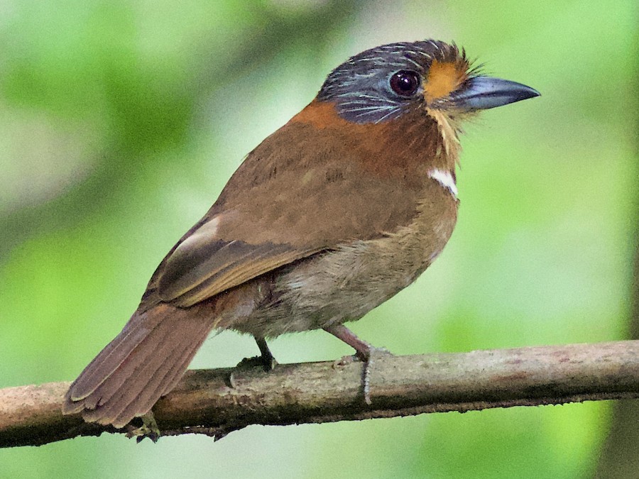 Rufous-necked Puffbird - eBird