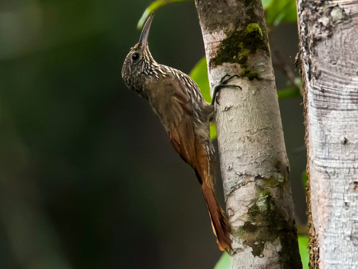 Guianan Woodcreeper - Lepidocolaptes albolineatus - Birds of the World
