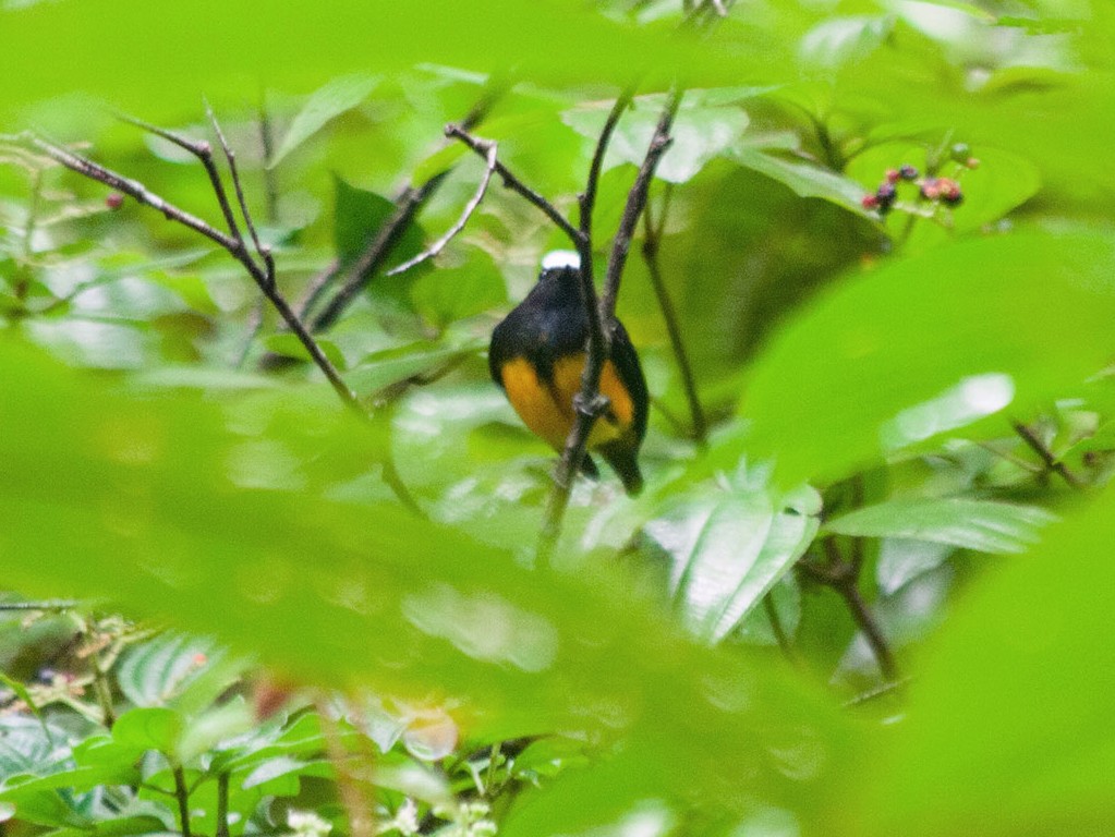 Orange-bellied Manakin - eBird