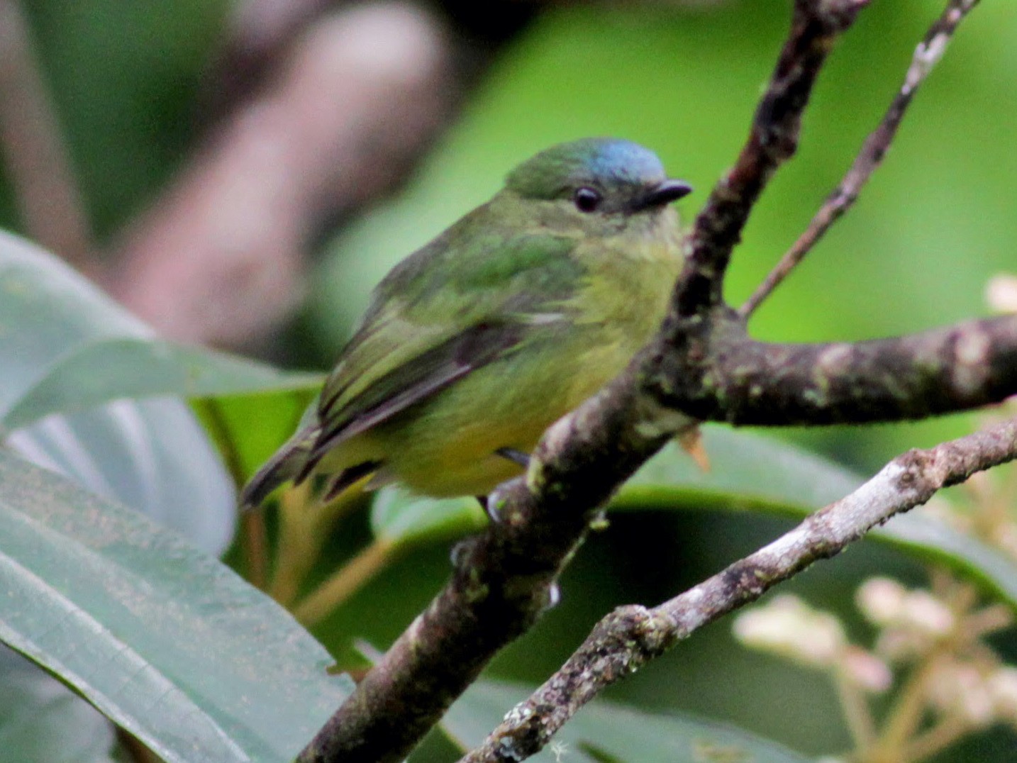 Orange-bellied Manakin - eBird