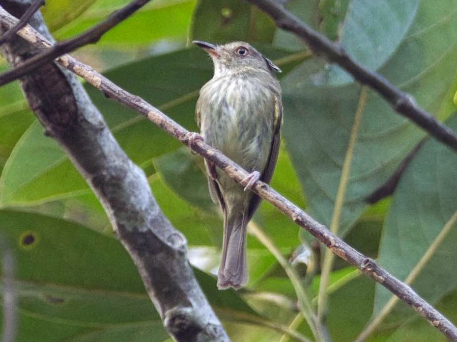 Double-banded Pygmy-Tyrant - eBird