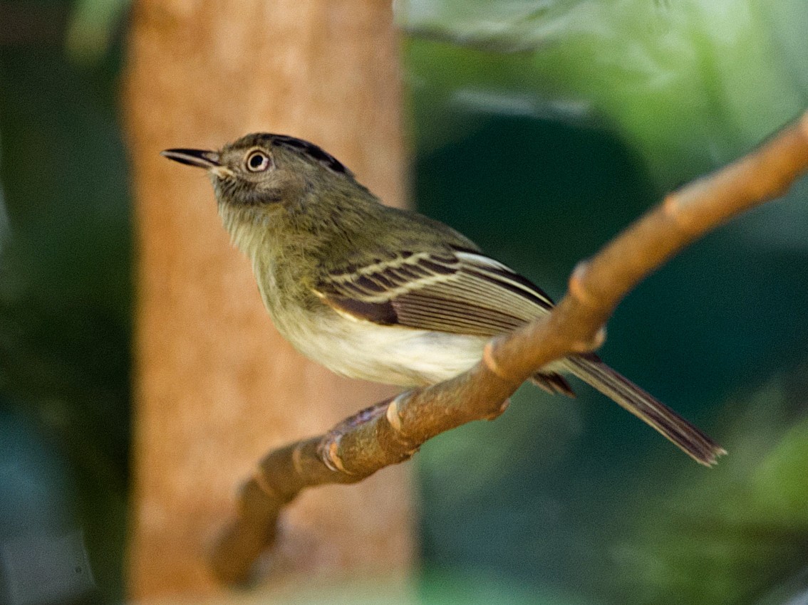 Double-banded Pygmy-Tyrant - eBird