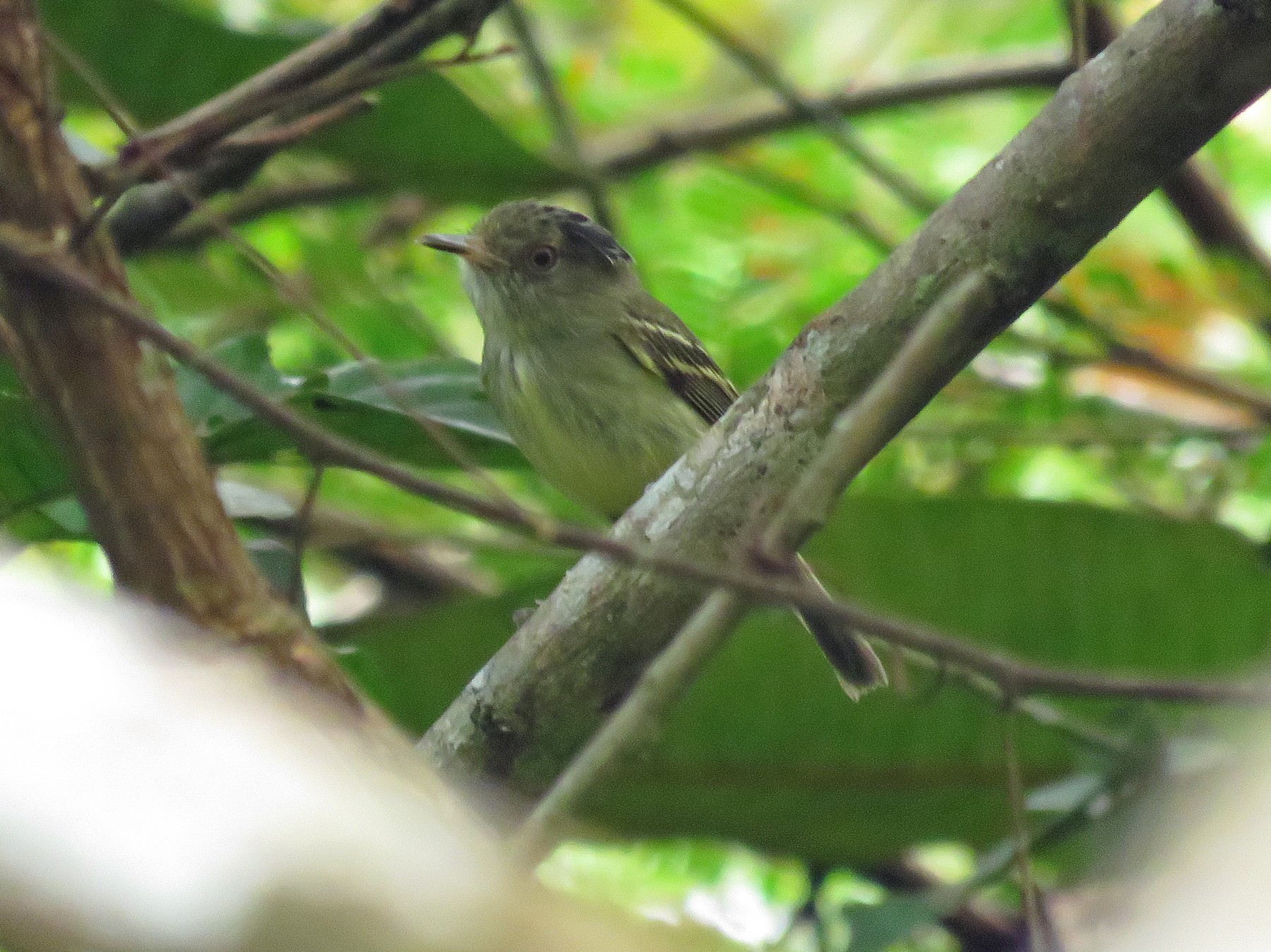 Double-banded Pygmy-Tyrant - eBird