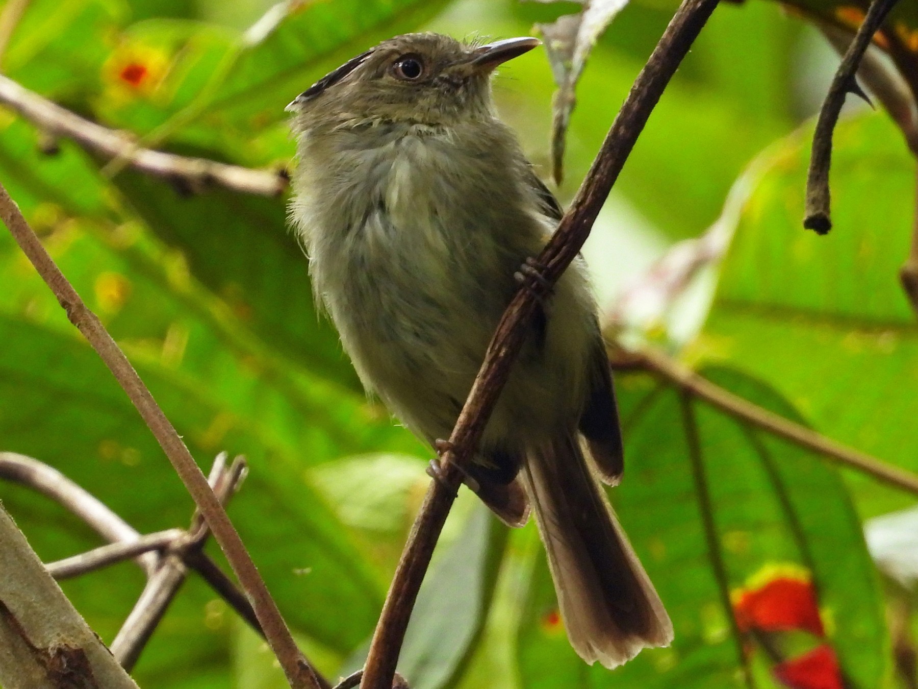 Double-banded Pygmy-Tyrant - eBird