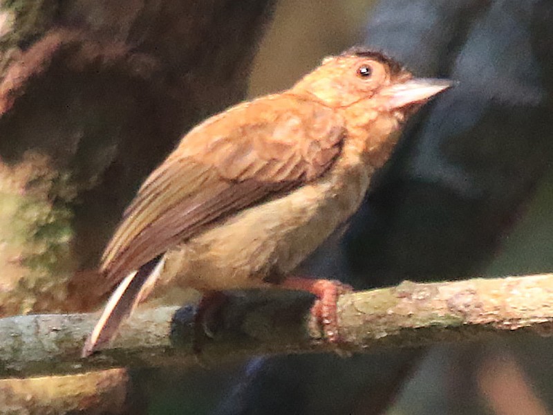 Rusty-necked Piculet - Picumnus fuscus - Birds of the World