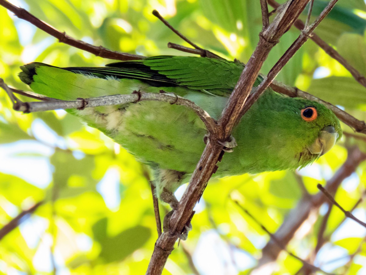 Brown-backed Parrotlet - Touit melanonotus - Birds of the World