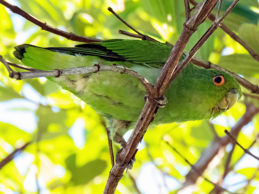 Cotorrita Dorsinegra - eBird