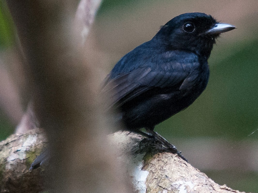 Amazonian Black-Tyrant - eBird