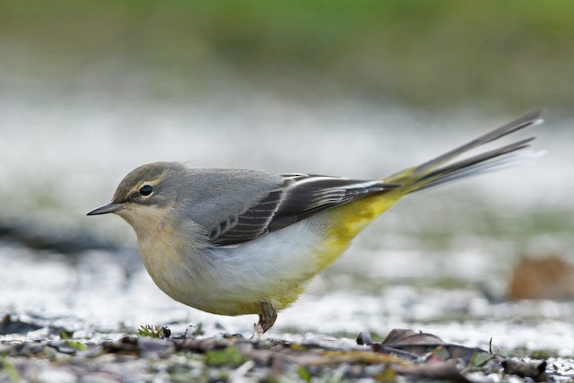 Grey Wagtail