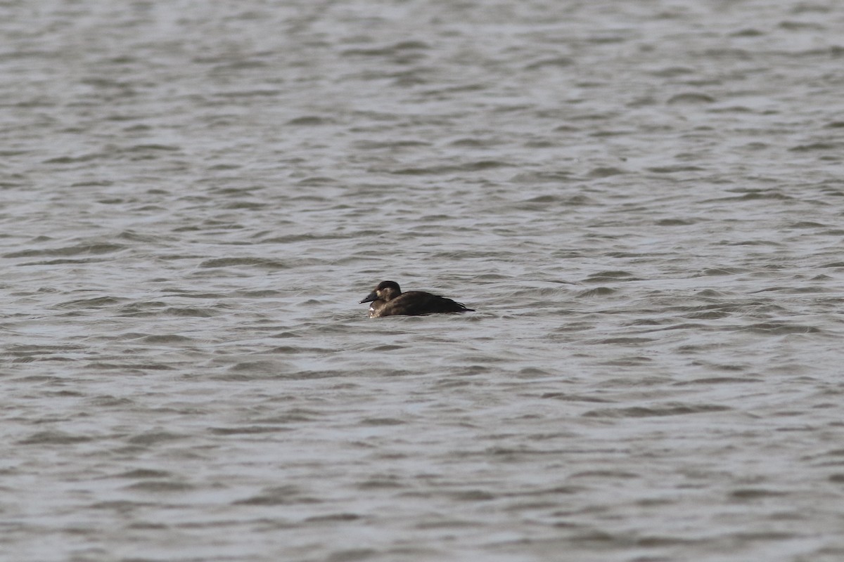 eBird Checklist - 10 Oct 2019 - River Barge Park - 23 species