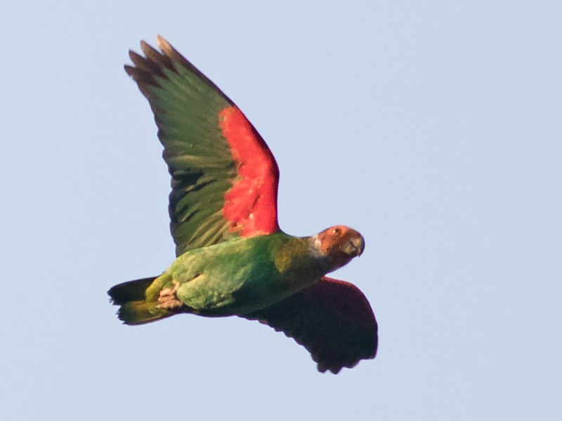 Bald Parrot - eBird