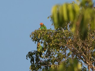 Bald Parrot - eBird