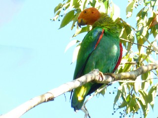 Bald Parrot - eBird