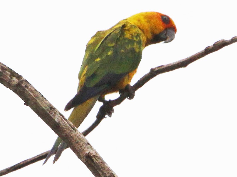 Sulphur-breasted Parakeet - Aratinga maculata - Birds of the World