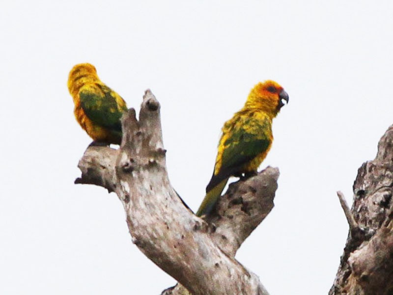 Sulphur-breasted Parakeet - eBird