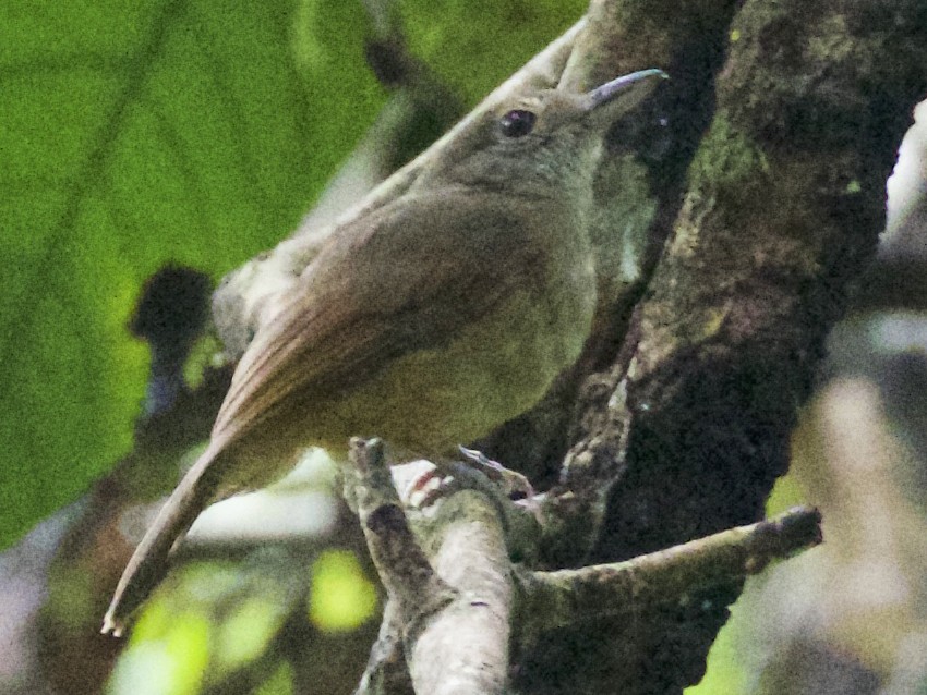 Batara saturnin - eBird