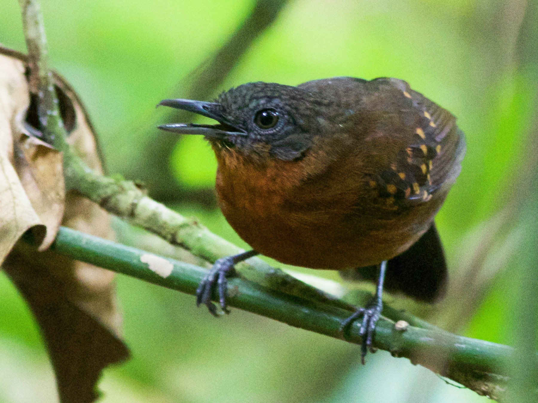 Formigueiro-do-rio-caura - eBird