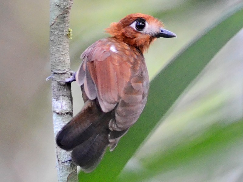 Pale-faced Bare-eye - Phlegopsis borbae - Birds of the World