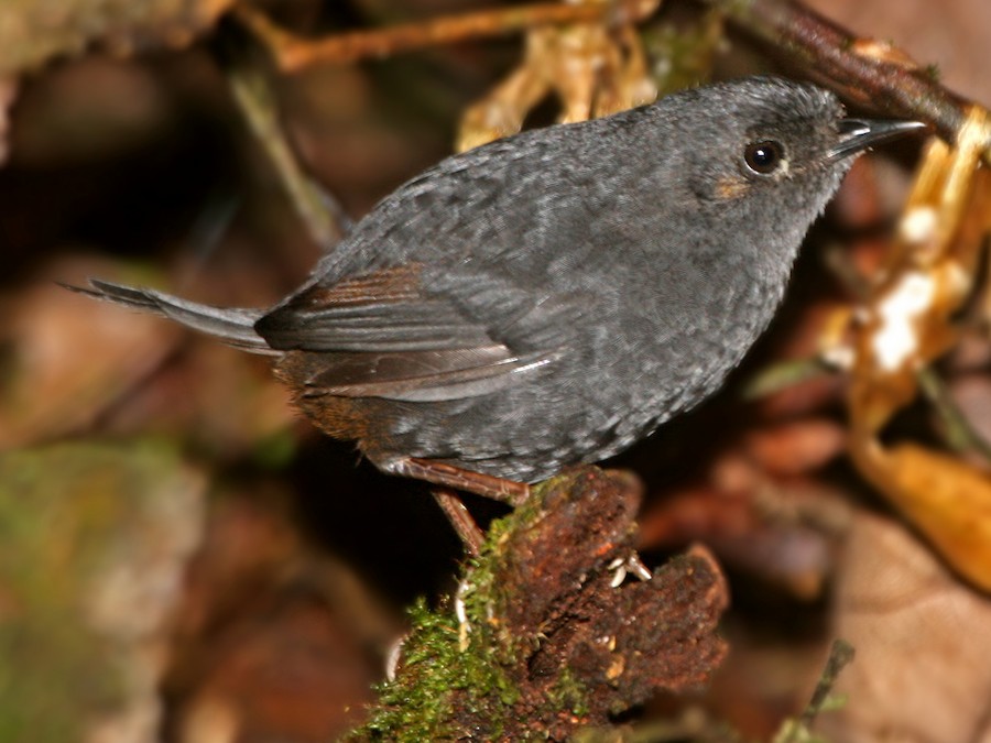 tapaculo-preto-baiano - eBird