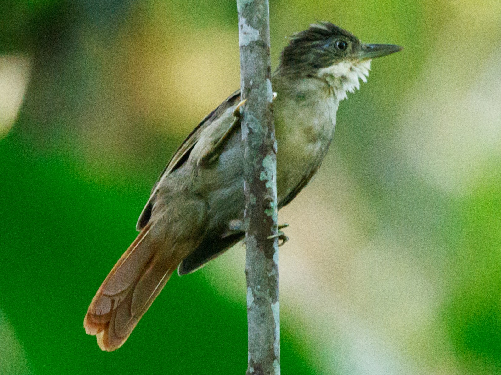 Para Foliage-gleaner - eBird