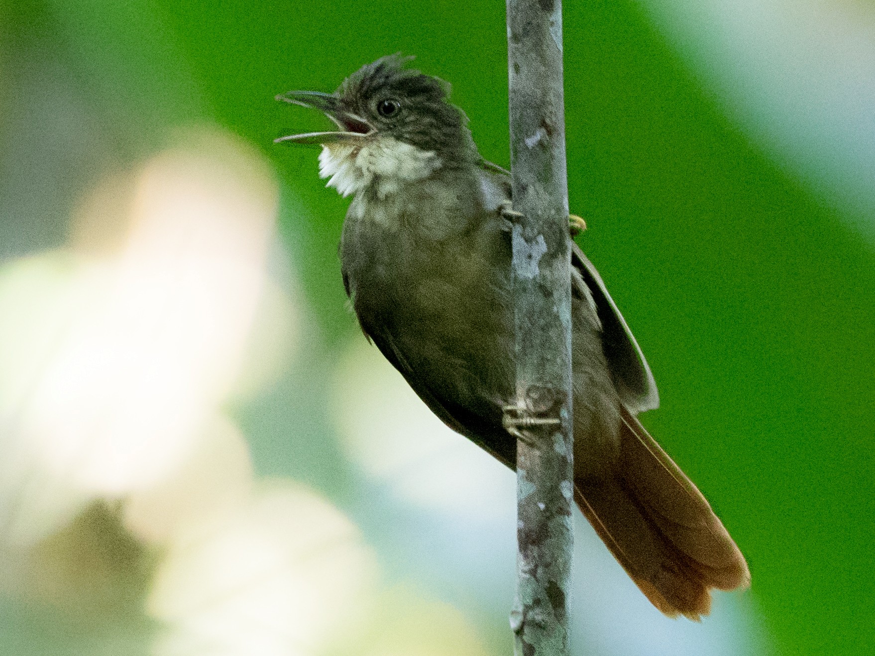 Para Foliage-gleaner - eBird