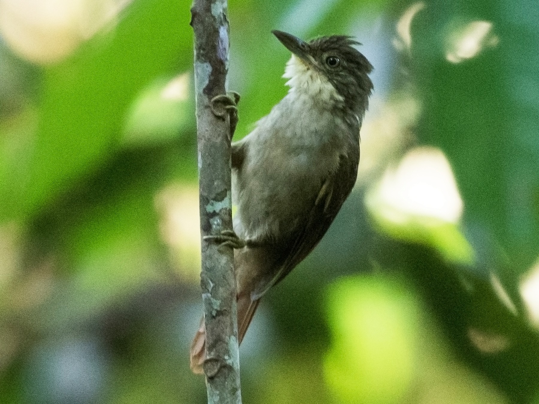 Para Foliage-gleaner - eBird
