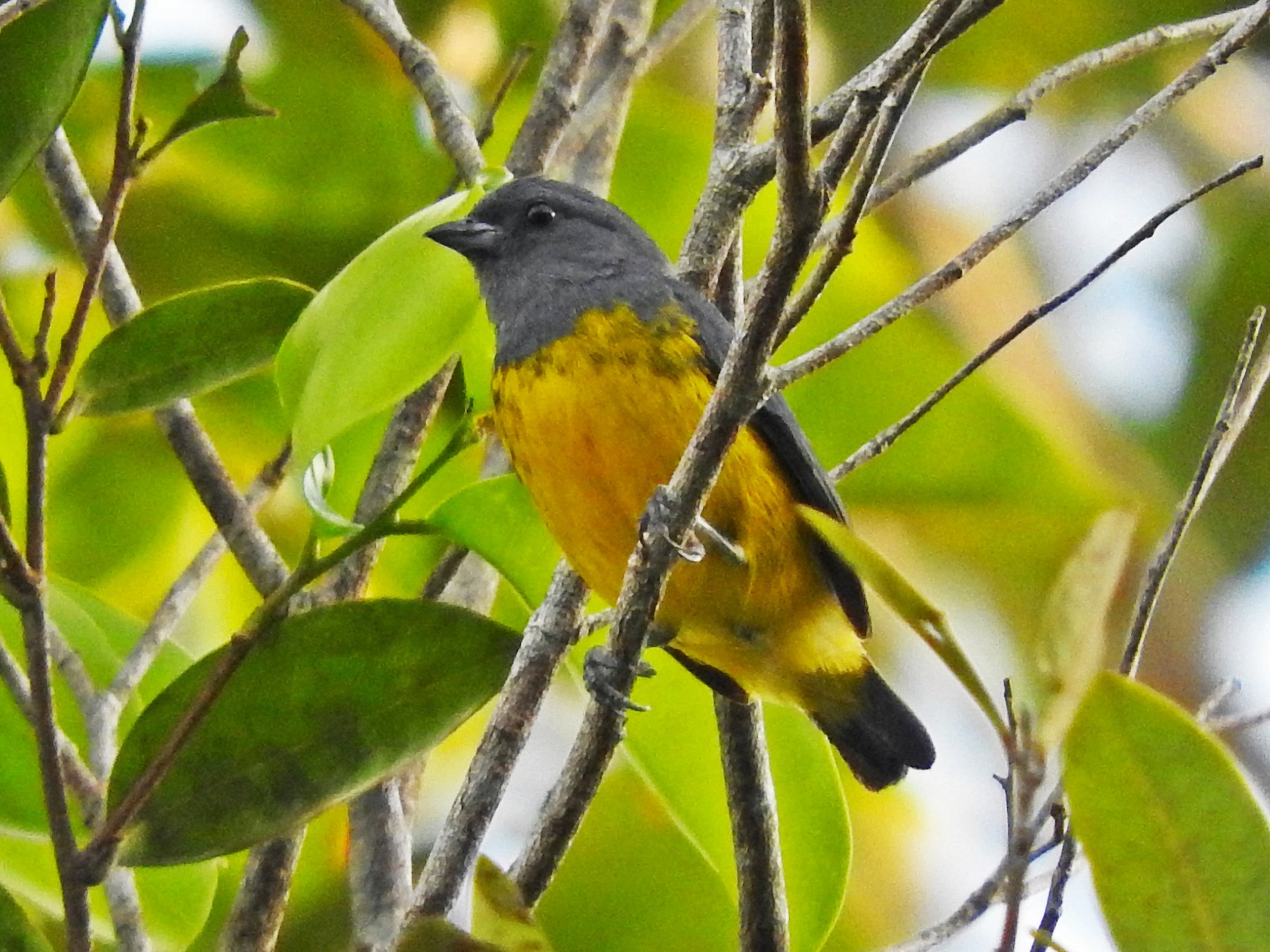 Plumbeous Euphonia - eBird